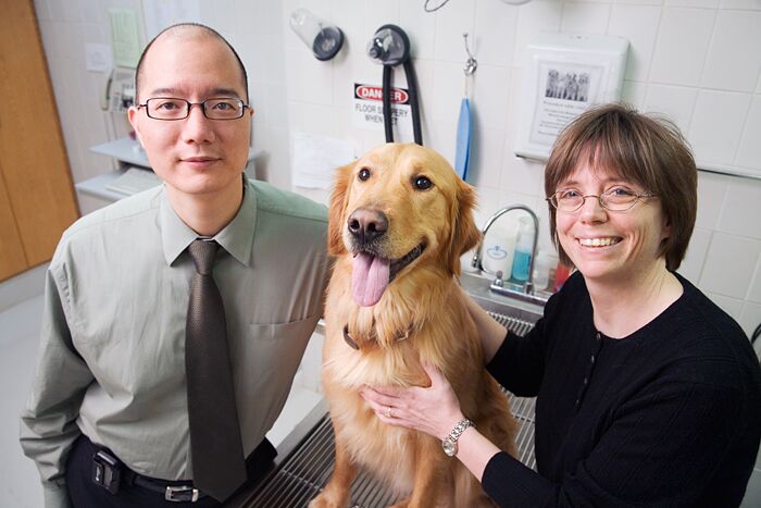 Osteosarcoma In Dogs – A Guide
