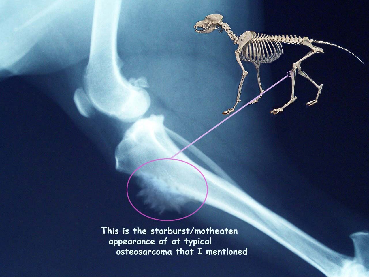 Osteosarcoma In Dogs – A Guide